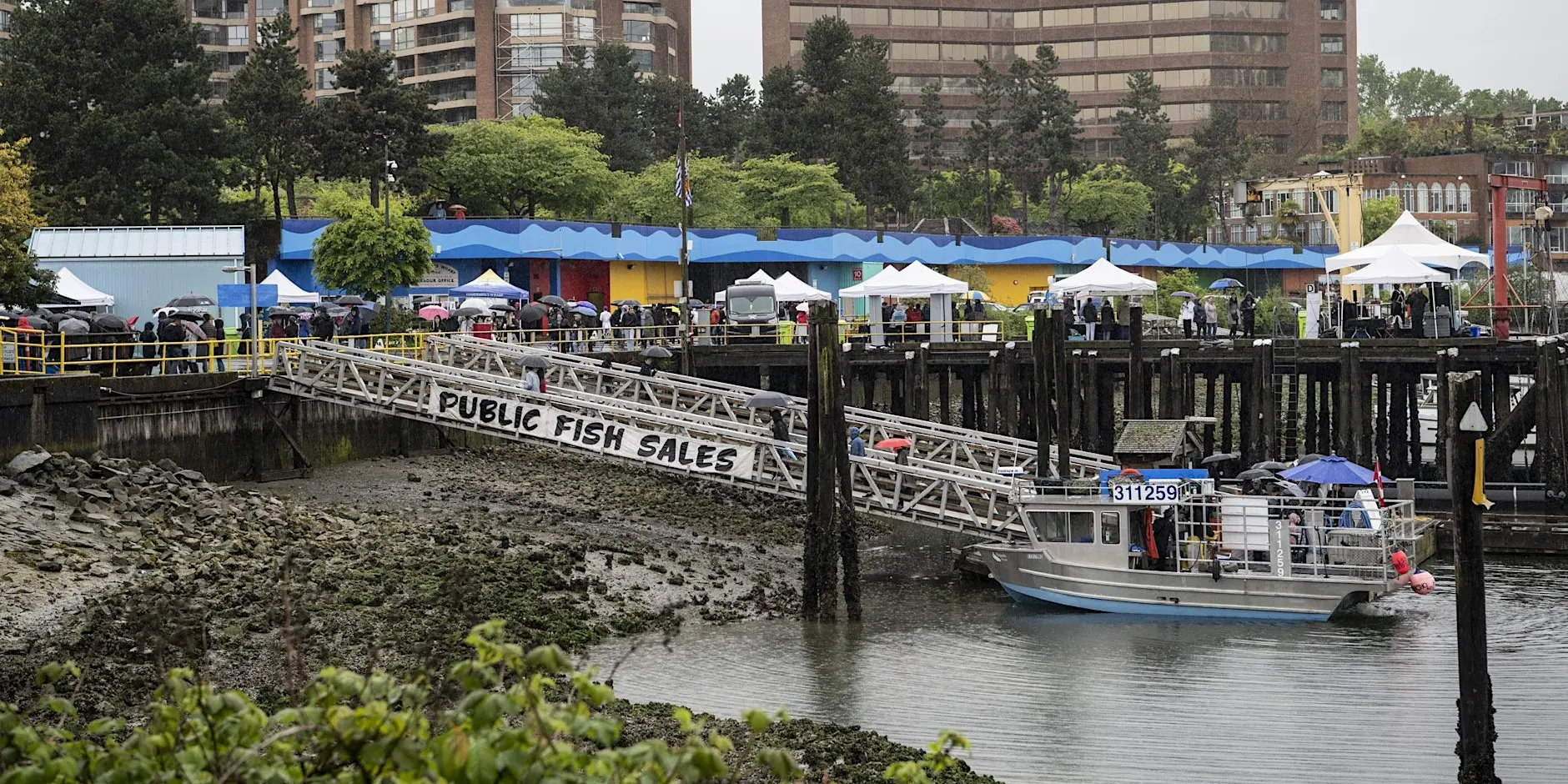 Spot Prawn Festival Returns May 31st - Kitsilano.ca